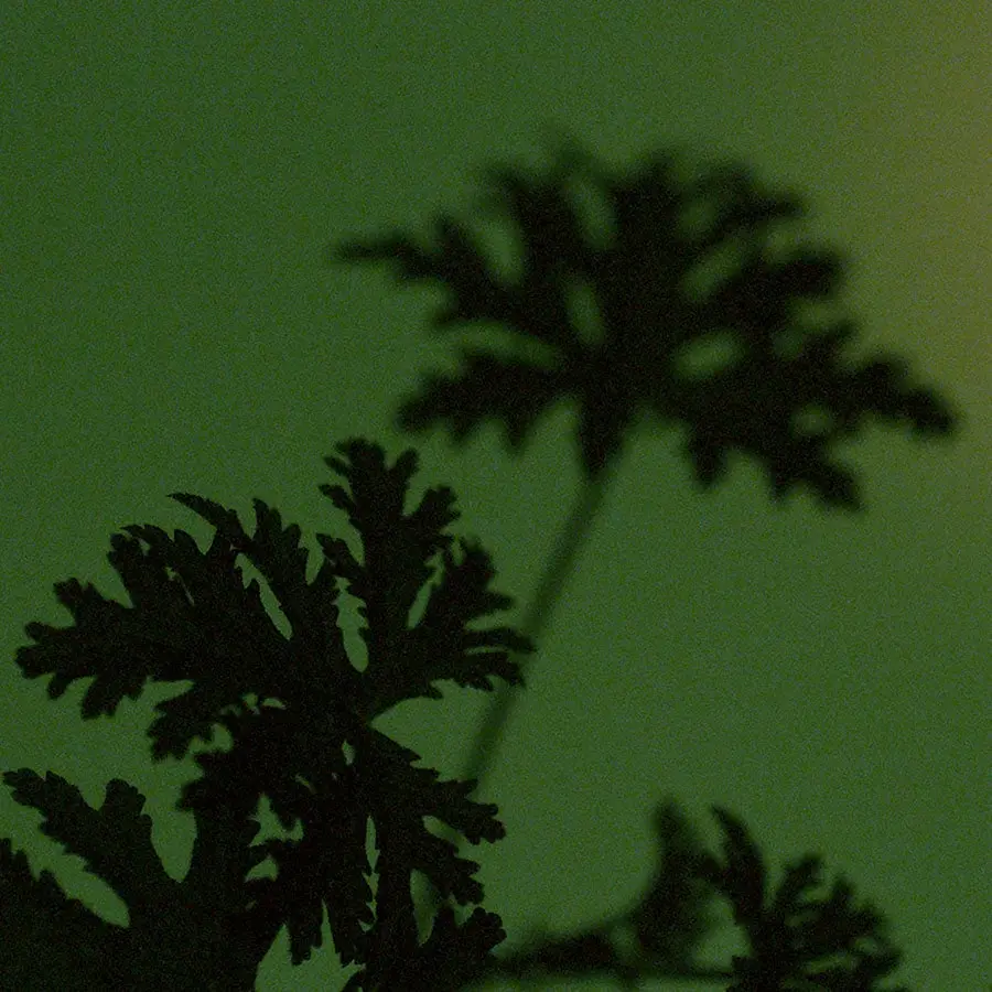 geranium leaf benefits